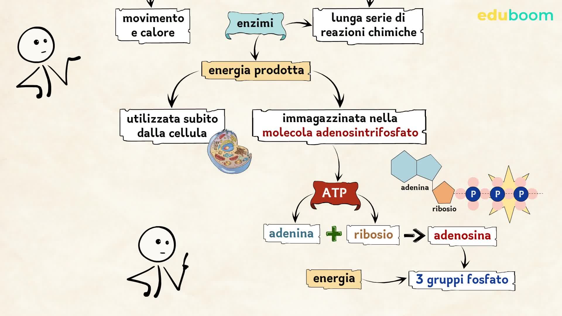 Animazione Della Molecola Atp