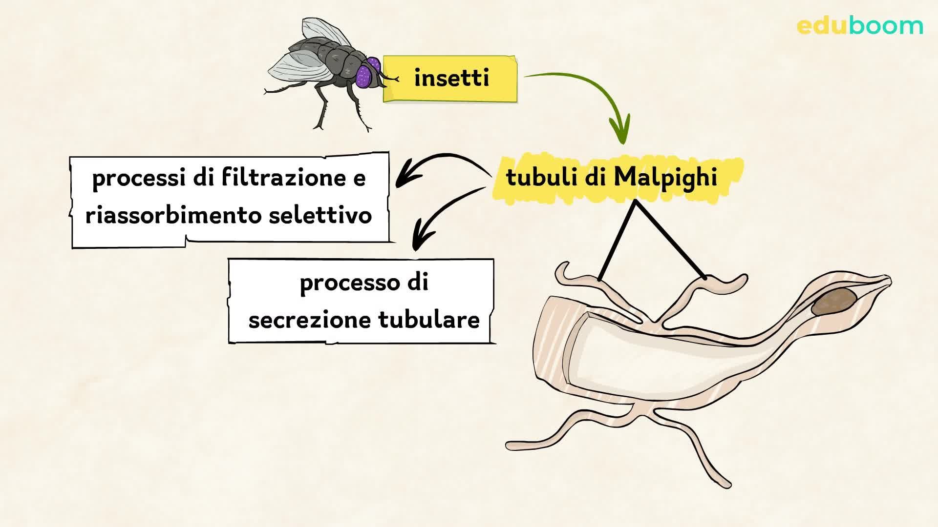 Sistema Escretore Per Bambini