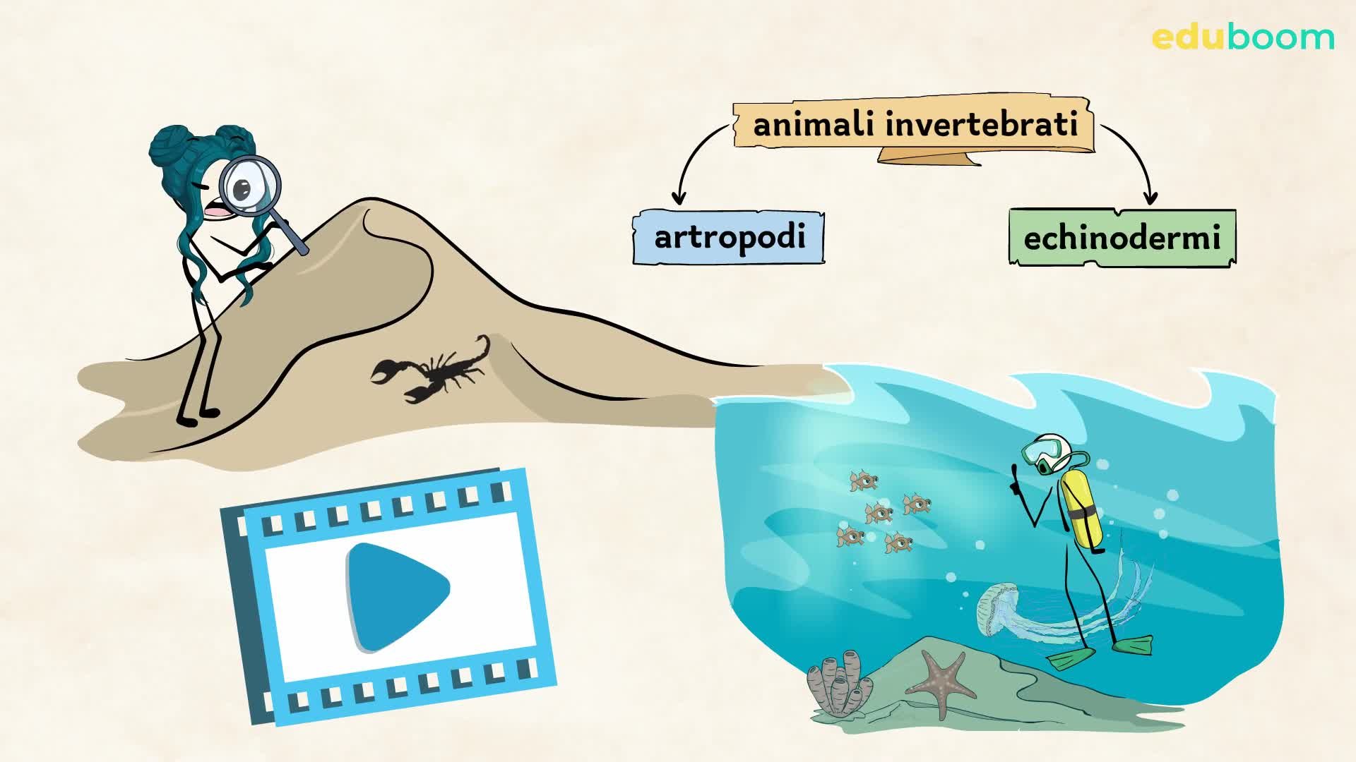 Gli animali invertebrati: gli artropodi e gli echinodermi. Scienze ...