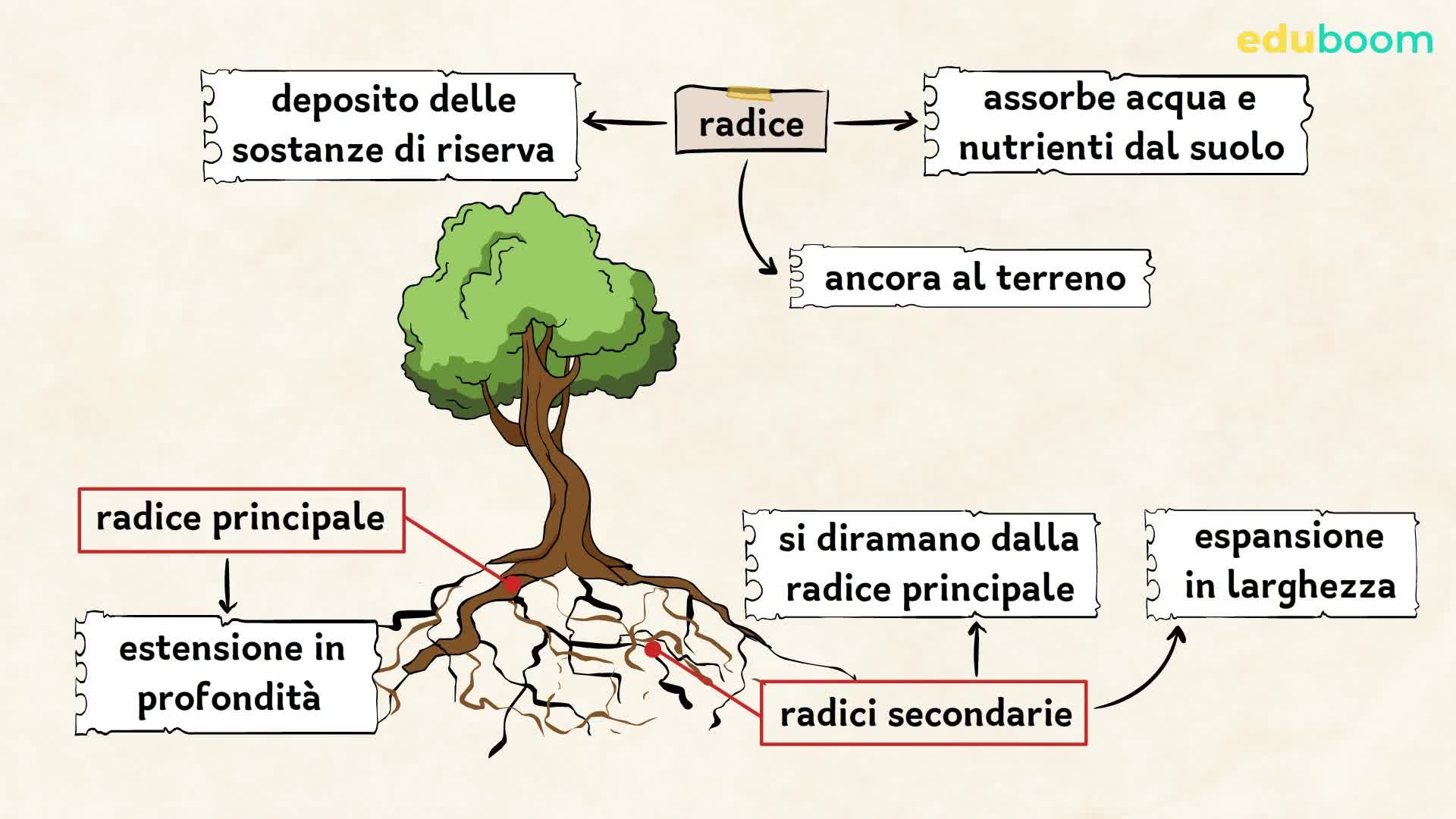 La struttura delle piante. Scienze naturali prima media