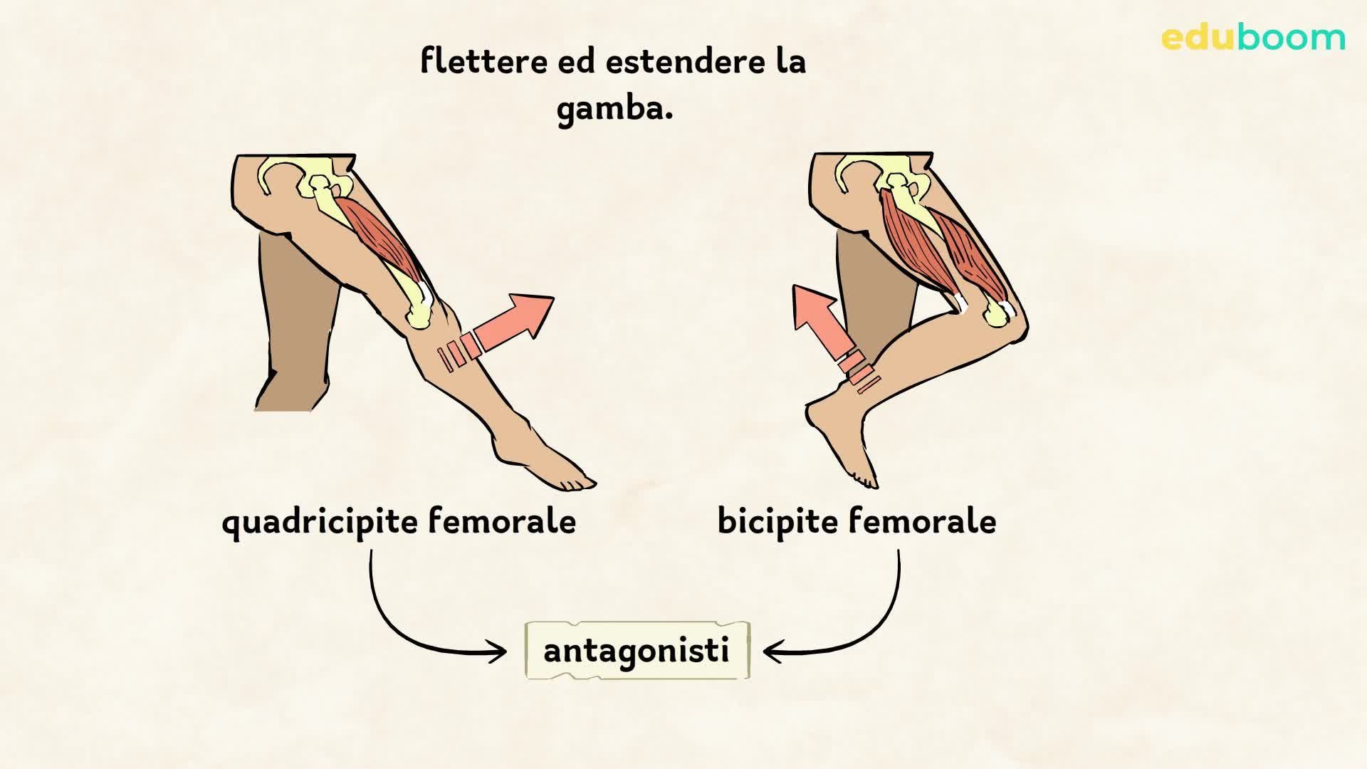 Articolazioni e sistema muscolare. Scienze naturali seconda media