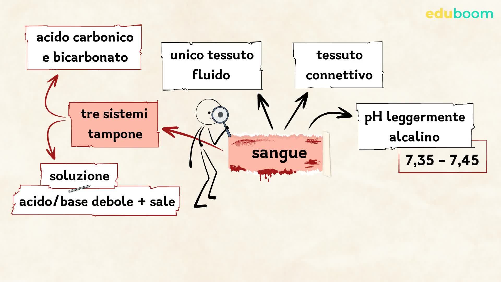 Il sangue. Scienze naturali quarta superiore