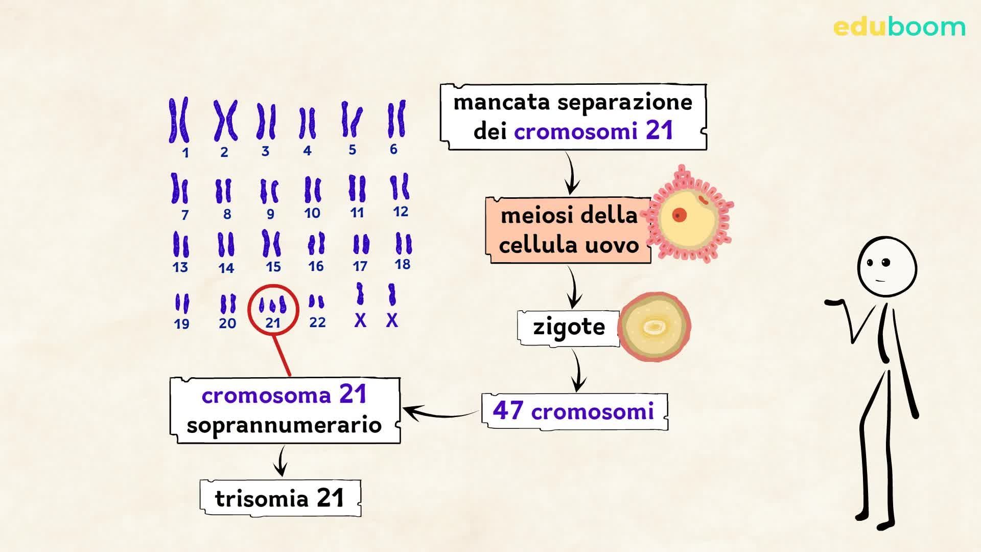 Diagramma Del Ciclo Della Meiosi Presentazione Standard Di PowerPoint