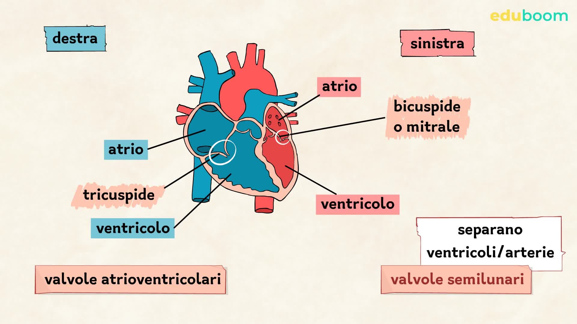 Il cuore. Scienze naturali quarta superiore
