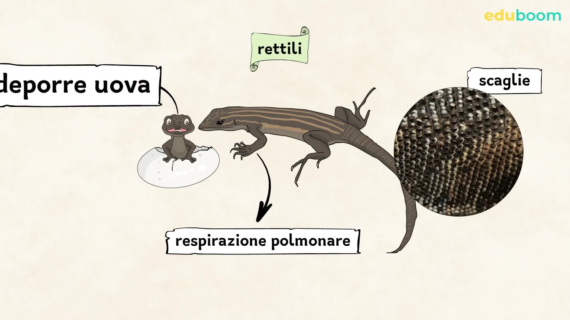 Rettili. Scienze naturali terza superiore