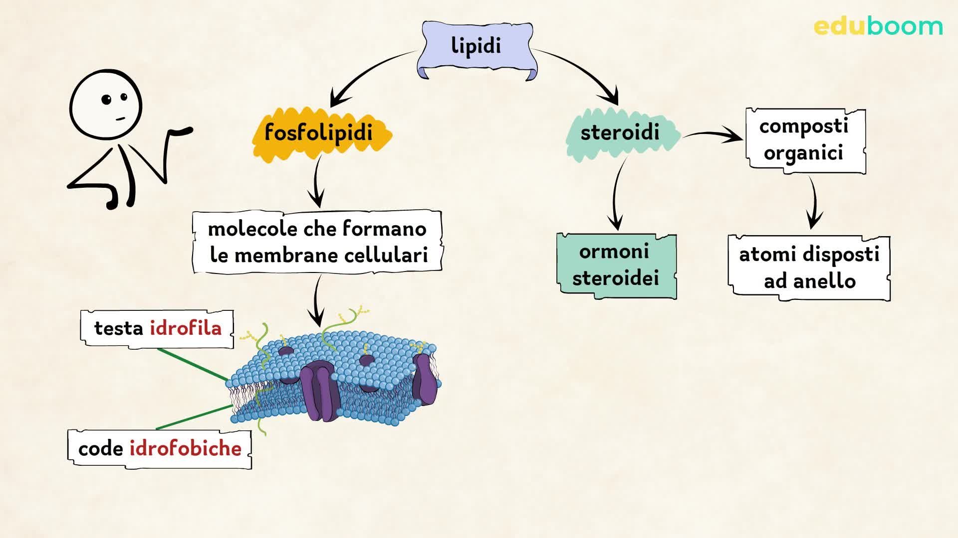 I carboidrati e lipidi. I combustibili della cellula. Scienze naturali ...