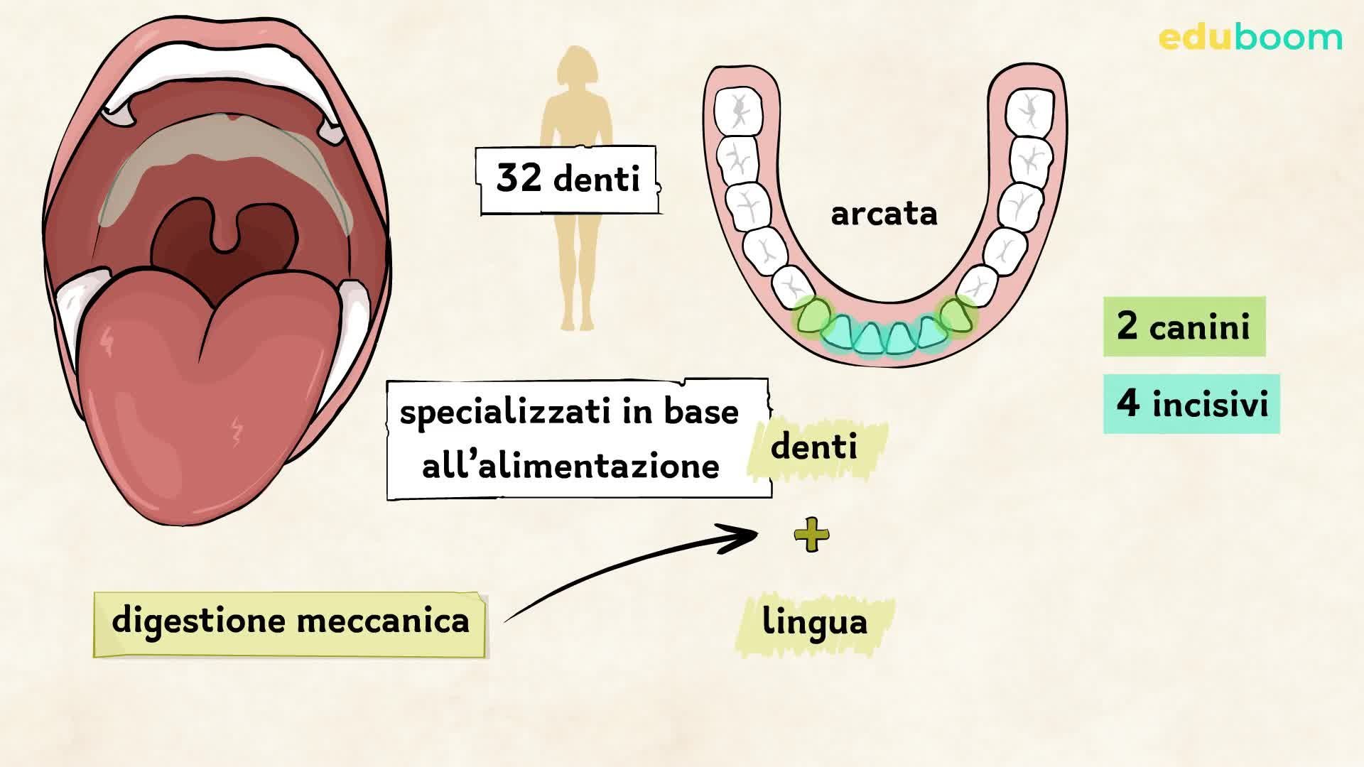 Sistema Digerente Per Bambini Anatomia Per Bambini Corpo Umano Con