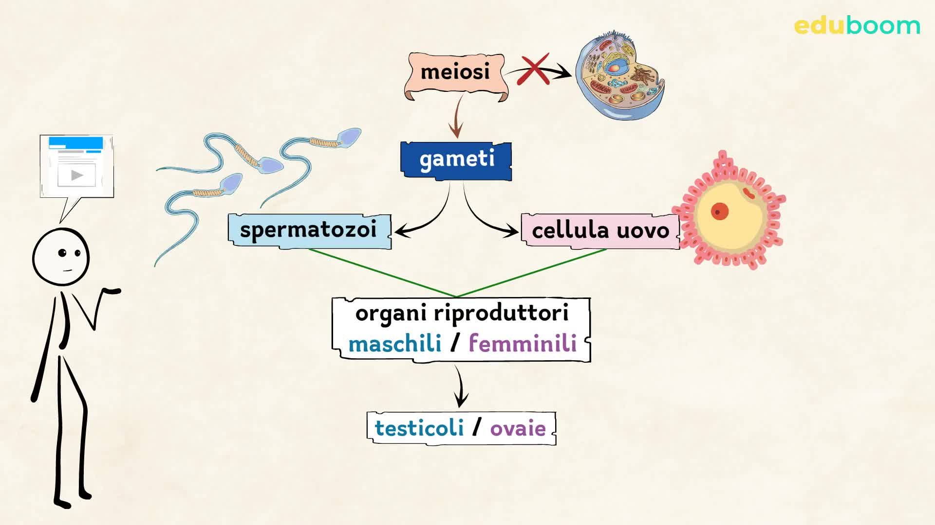 Diagramma Del Ciclo Della Meiosi Presentazione Standard Di PowerPoint