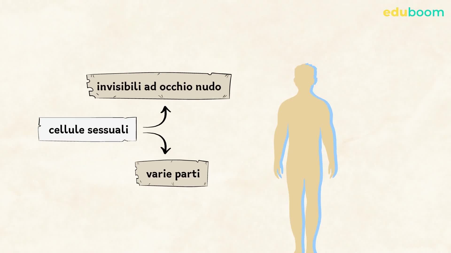 L'apparato riproduttore maschile. Scienze naturali terza media