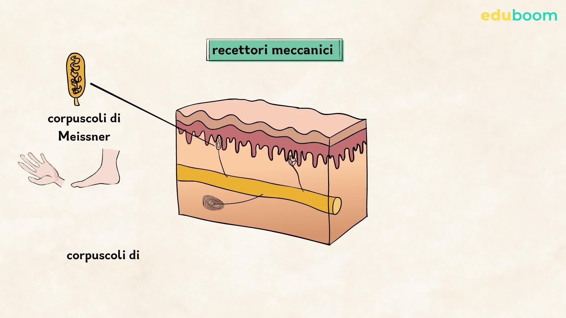 L'olfatto Il gusto e il tatto. Scienze naturali terza media