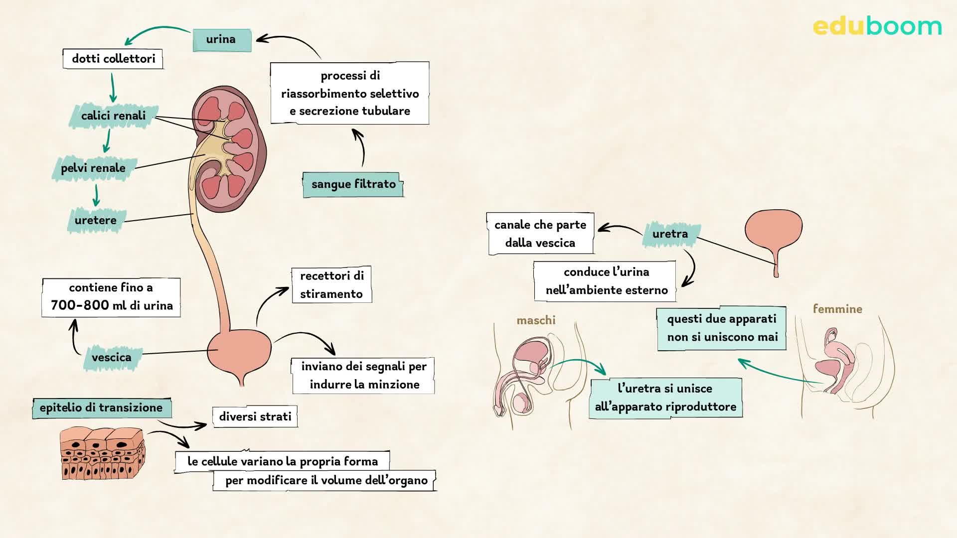 Funzione Del Sistema Escretore L'Apparato Escretore: Schede Didattiche