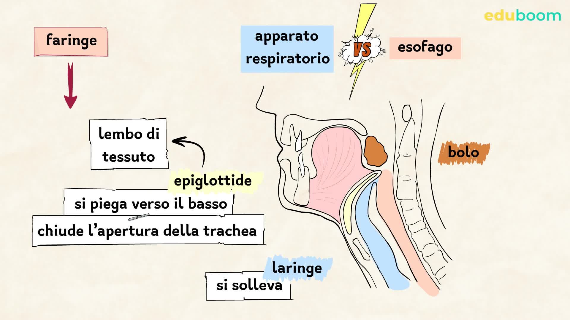Canale Della Laringe