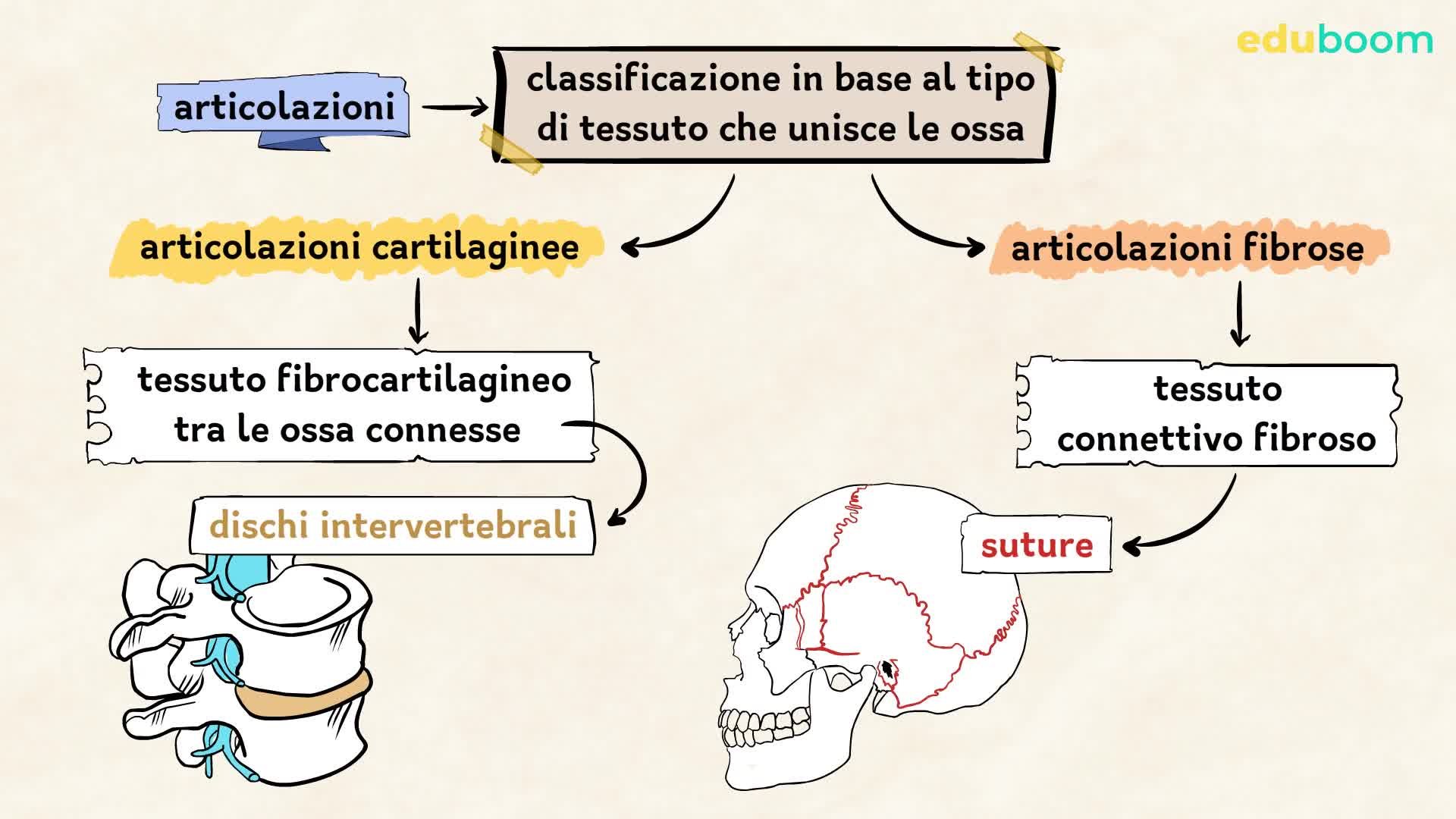 Le articolazioni. Scienze naturali quarta superiore